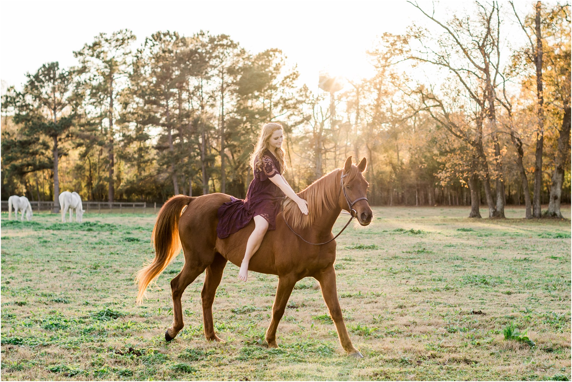 Horse and Rider Photography |Houston, TX | Brooke + Mars | Mindy Larson ...